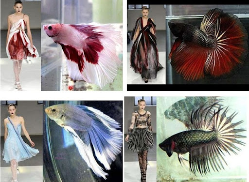 Capture life as I see it: Interesting About Fish-Inspired Fashion